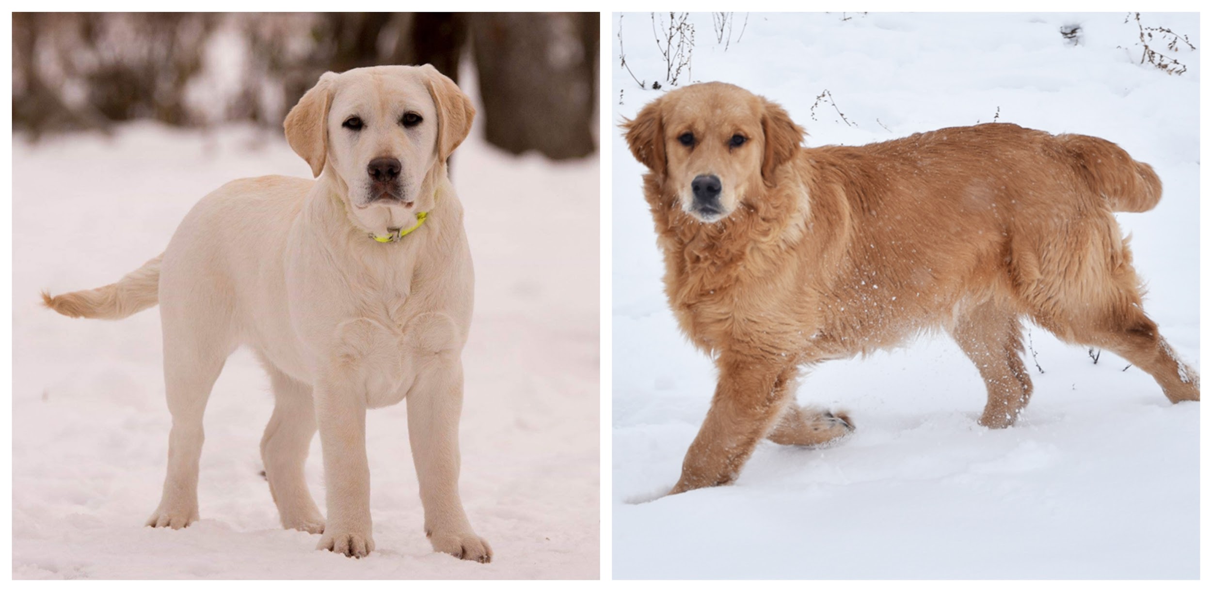 A Golden And Labrador Retriever HooDoo Wallpaper A Golden And Labrador Retriever HooDoo Wallpaper