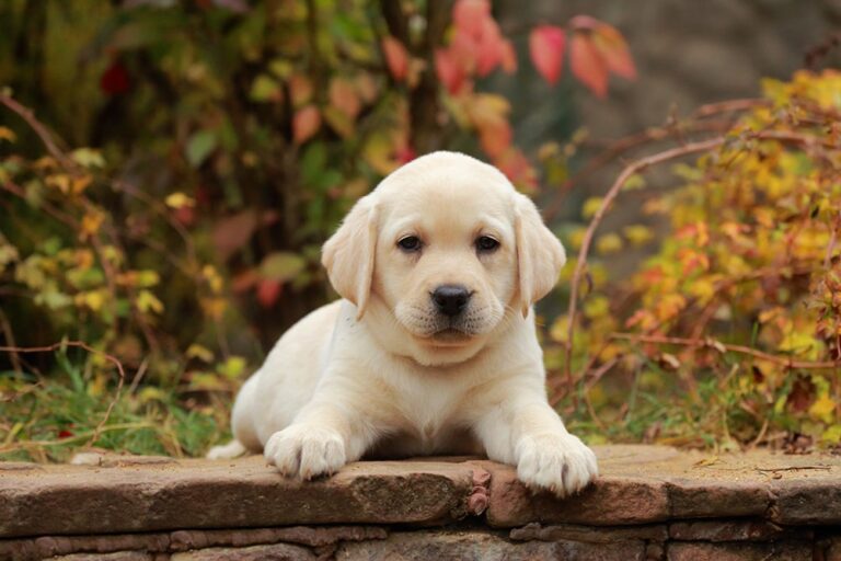 Everything You Need To Know About Labradors - Pet News and Views