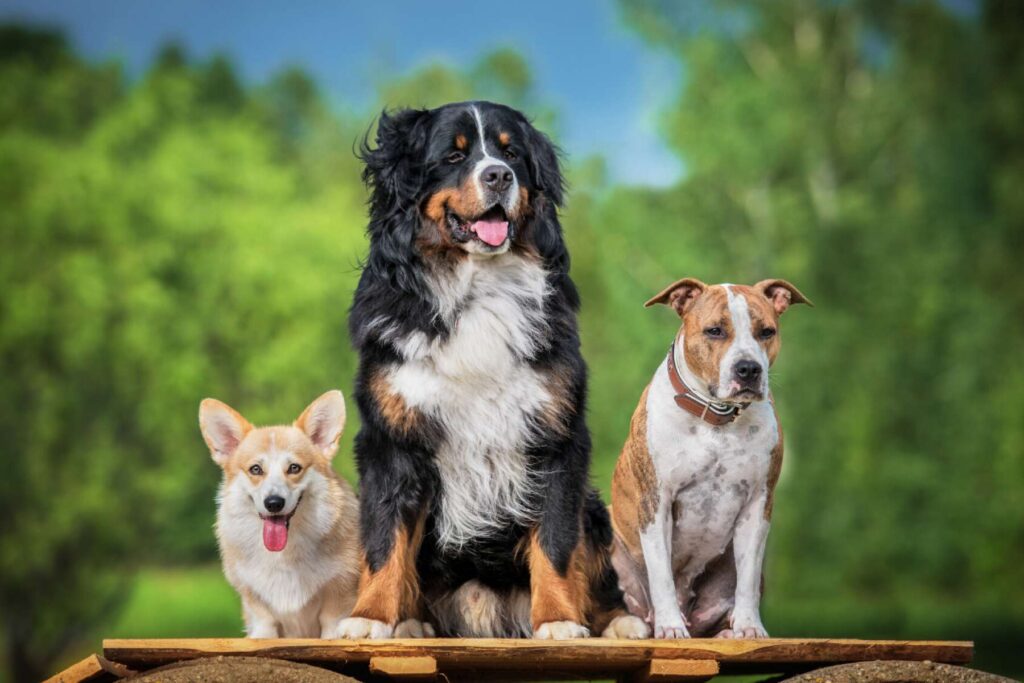 5 Amazing Facts about Dogs - Pet News and Views