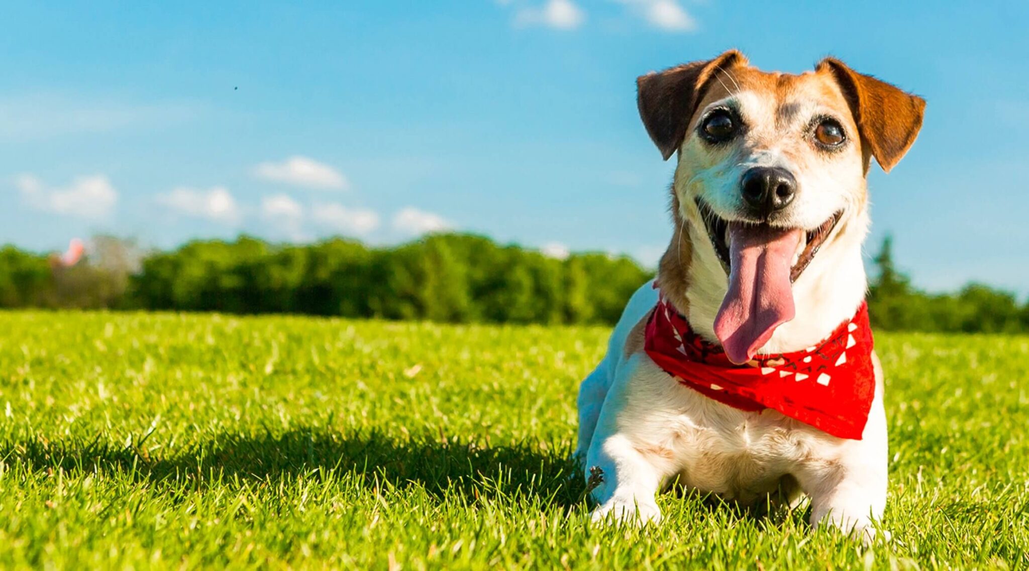Ways You Can Keep Your Pet Happy And Healthy ways-you-can-keep-your-pet-happy-and-healthy